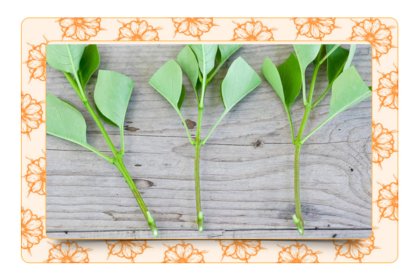 Как лучше укоренить черенки | Seedspost.ru