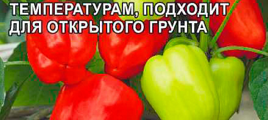 Перец сладкий Федор, 10 шт. Сибирская селекция, купить в интернет ...