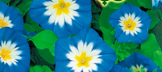 Вьюнок трехцветный Голубой, 0,5 г, купить в интернет магазине Seedspost.ru