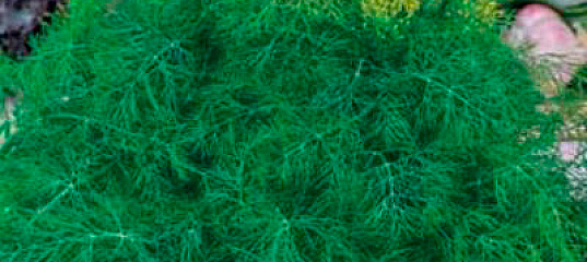 Укроп Миллионер, 2 г Авторская селекция, купить в интернет магазине ...